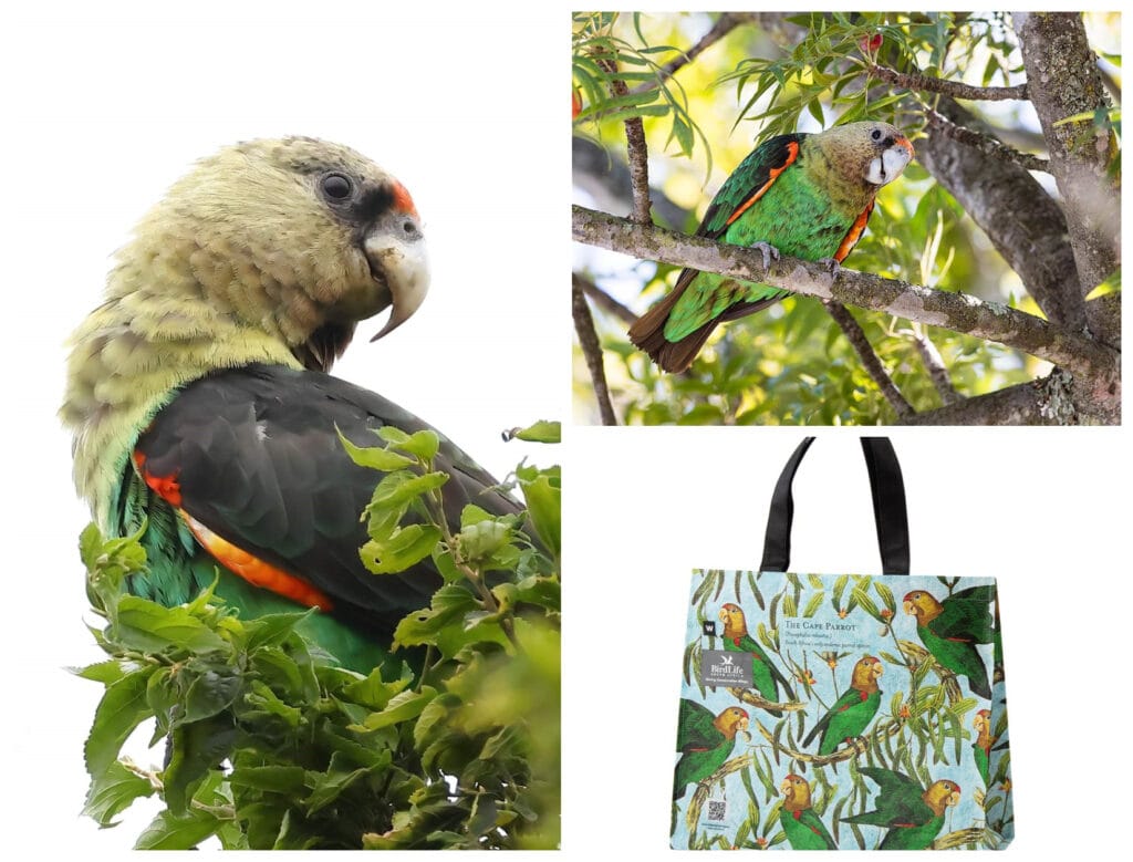 UKZN's Cape Parrot Working Group: Saving a Species and their forest ...